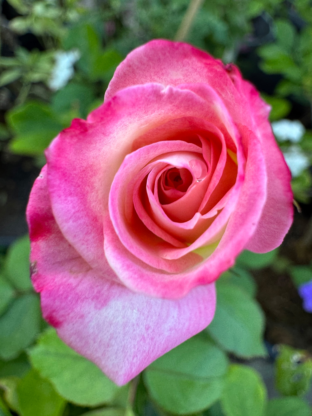 Photo of the Day: Happy Valentine! | News, Sports, Jobs - Maui News